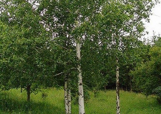Memorial Trees | Dale Hill Natural Burials
