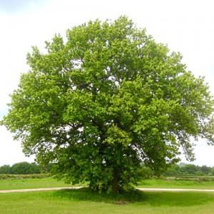 Types of Burial | Dale Hill Natural Burials