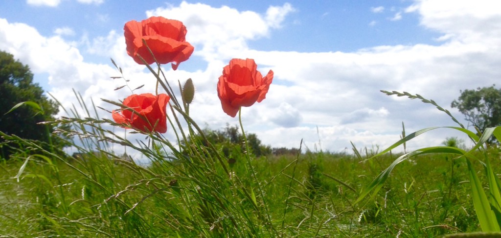 Memorial Trees | Dale Hill Natural Burials